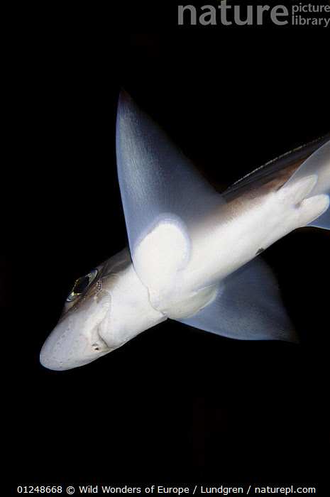 Stock photo of Ratfish / Ghost shark (Chimaera monstrosa) showing ...