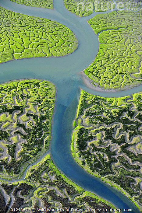Stock photo of Aerial view of marshes with Seaweed exposed at low tide ...