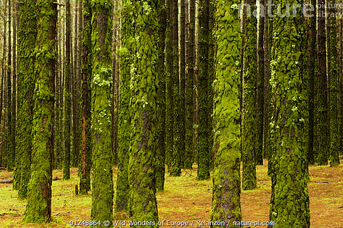 Stock photo of Montery pine (Pinus radiata) forest, with trunks covered ...