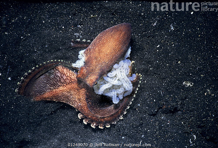 Stock photo of Veined / Coconut Octopus (Octopus marginatus) guarding ...