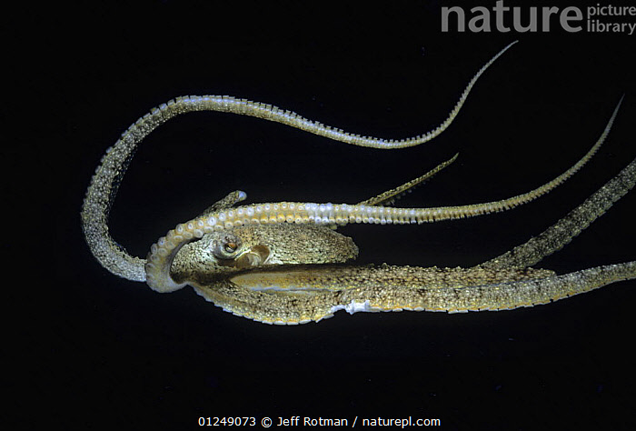 Stock photo of Mimic Octopus (Thaumoctopus mimicus) swimming through ...