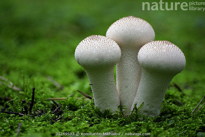 Stock photo of Puffballs growing up through moss, Russia, October ...