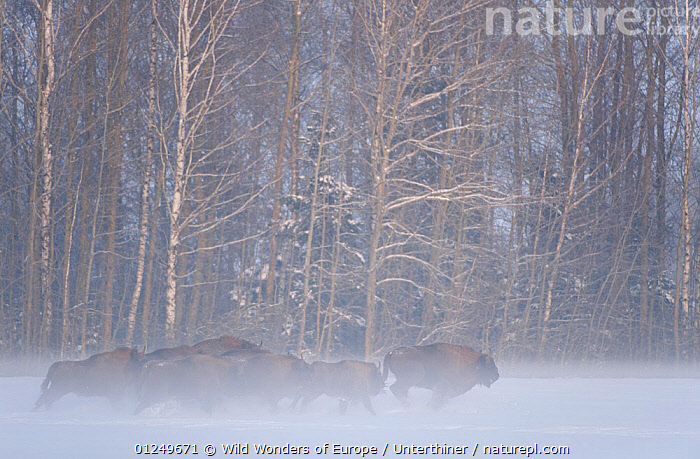 Stock photo of Herd of European bison (Bison bonasus) running in ...