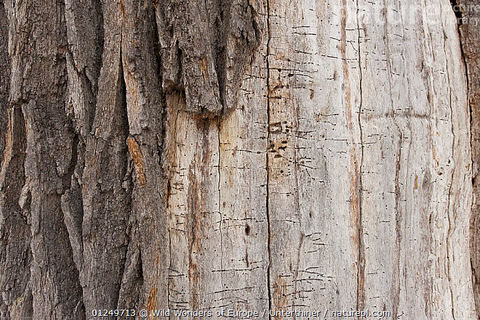 Stock photo of Close up of tree trunk with fallen bark showing insect ...