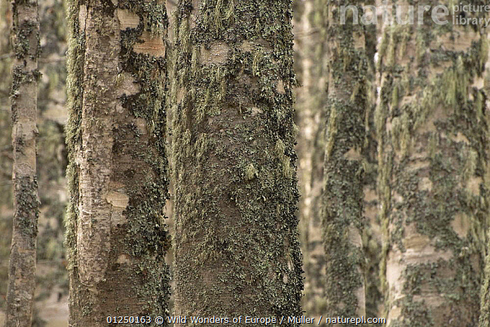 Stock photo of European beech (Fagus sylvatica) trunks, Pollino ...