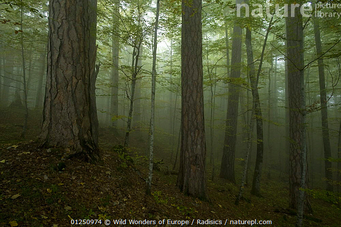 Stock photo of Forest with Beech trees and Black pines (Pinus nigra) in ...