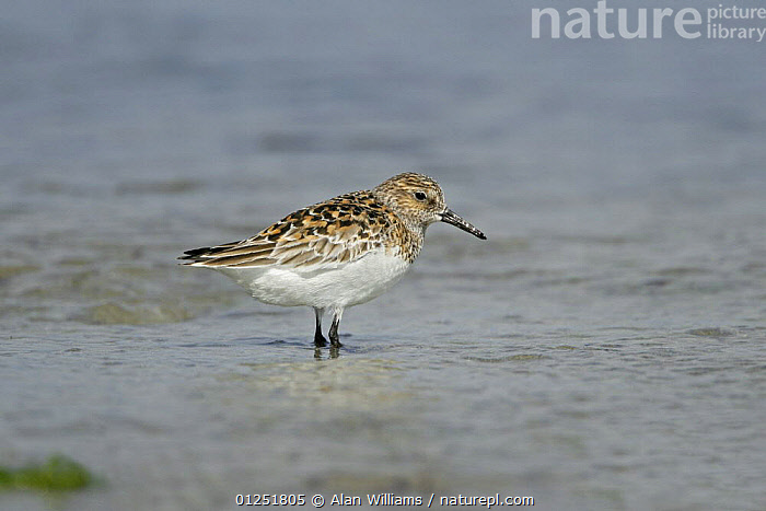 Stock photo of Sanderling (Calidris alba) female on beach, breeding ...