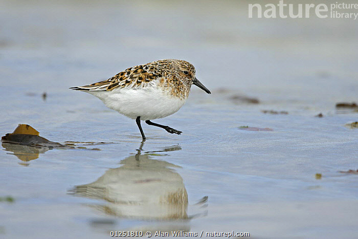 Stock photo of Sanderling (Calidris alba) female running along beach ...