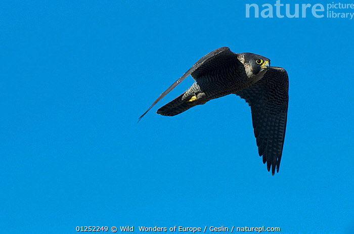 Stock photo of Peregrine falcon (Falco peregrinus) in flight, Barcelona ...