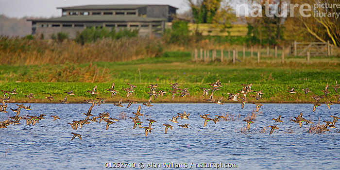 Stock photo of Common teal (Anas crecca) flock in flight, Martin Mere ...