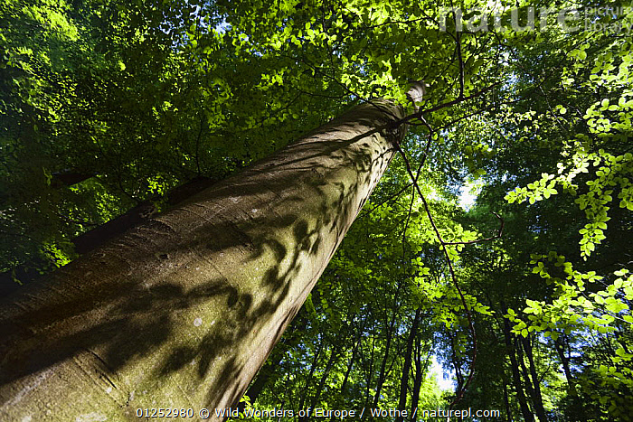 Stock photo of Looking up trunk of European beech tree (Fagus sylvatica ...