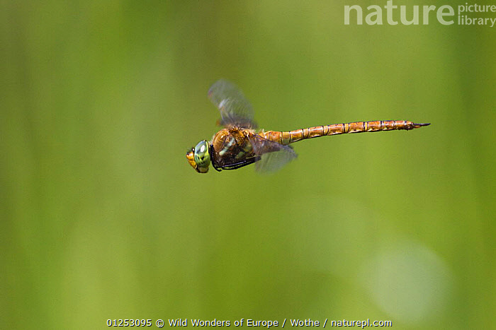 Stock photo of Norfolk hawker dragonfly (Anaciaeschna isoceles) in ...