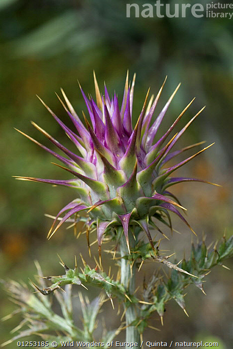Stock photo of Wild thistle (Cynara humilis) Alentejo, Natural Park of ...