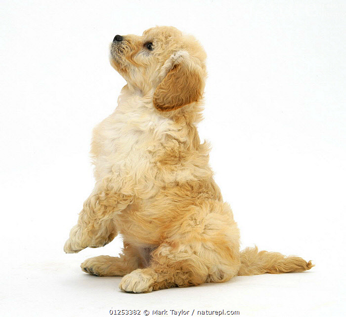 Stock photo of Miniature Goldendoodle puppy (Golden retriever x ...