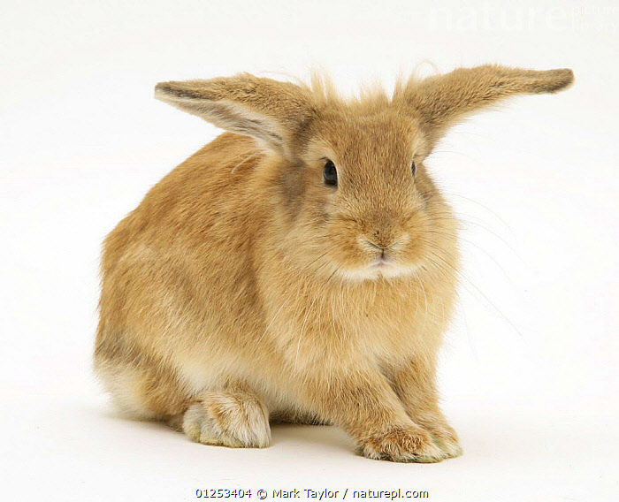 Stock photo of Sandy Lionhead-cross rabbit.. Available for sale on www ...