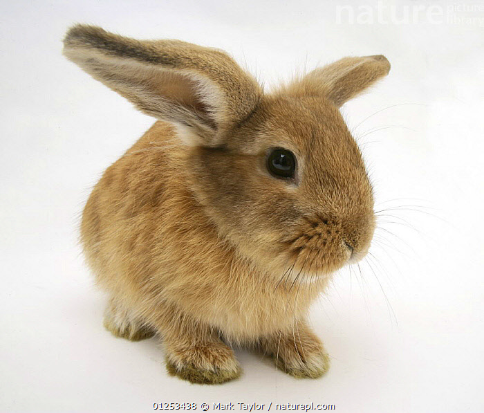 Stock photo of Lionhead-cross rabbit.. Available for sale on www ...