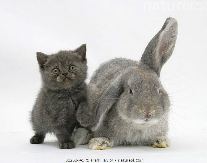 Stock photo of Grey kitten with grey windmill-eared rabbit.. Available ...