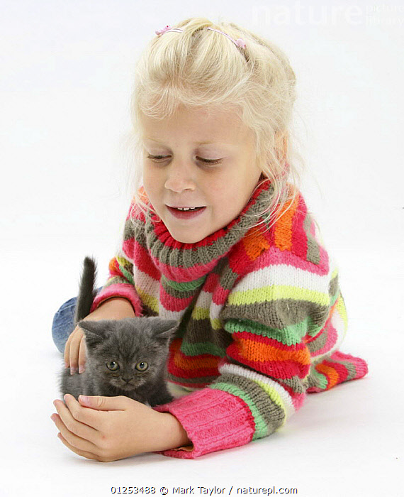 Stock photo of Girl playing with grey kitten. Model released. Available ...