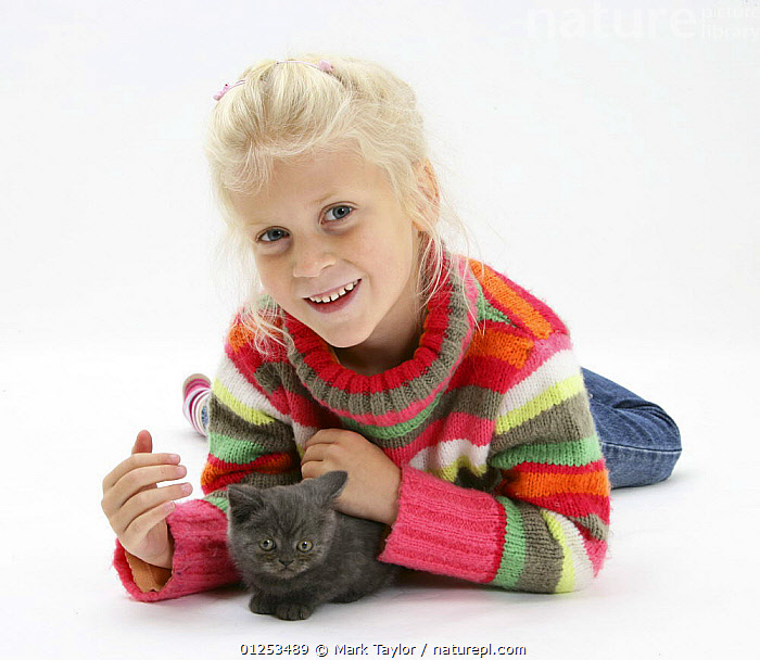 Stock photo of Girl playing with grey kitten. Model released. Available ...