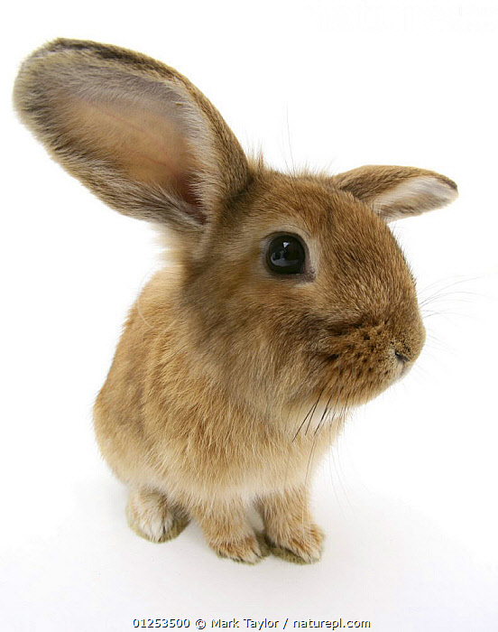 Stock photo of Sandy Lionhead-cross rabbit.. Available for sale on www ...