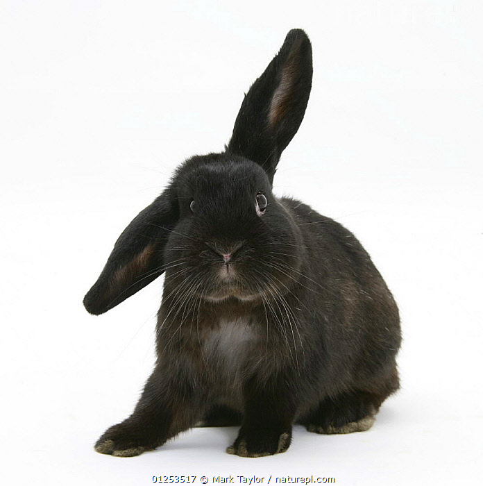 Stock photo of Black rabbit with windmill ears. Available for sale on ...