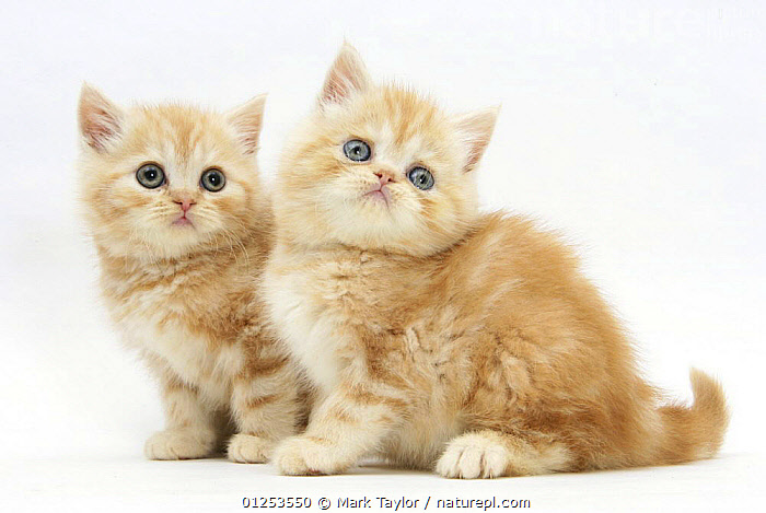 Stock photo of Two Ginger kittens.. Available for sale on www.naturepl.com
