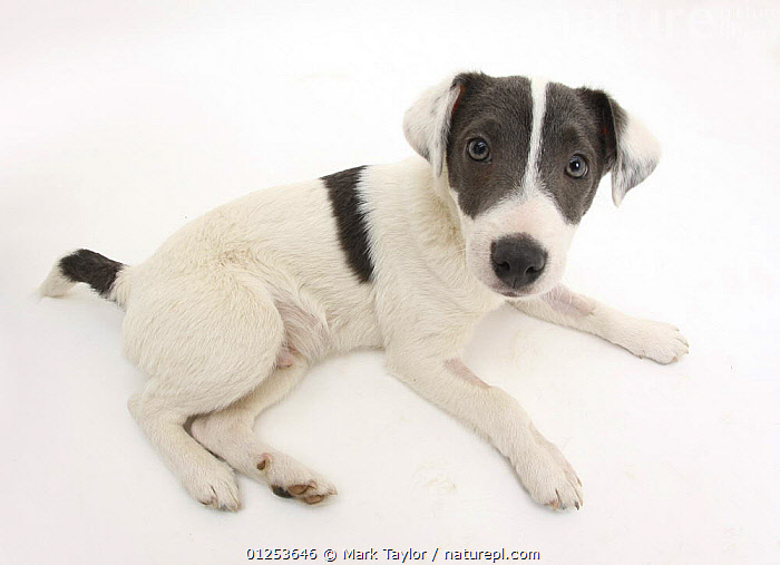 Stock photo of Blue-and-white Jack Russell Terrier puppy, Scamp ...