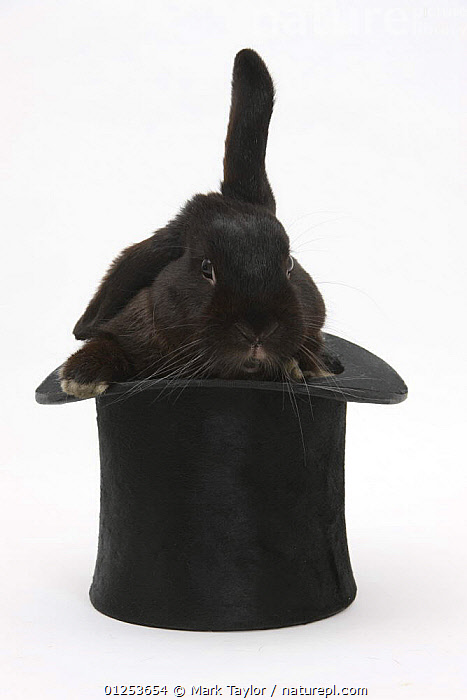 Stock photo of Black rabbit with windmill ears in a black top hat ...