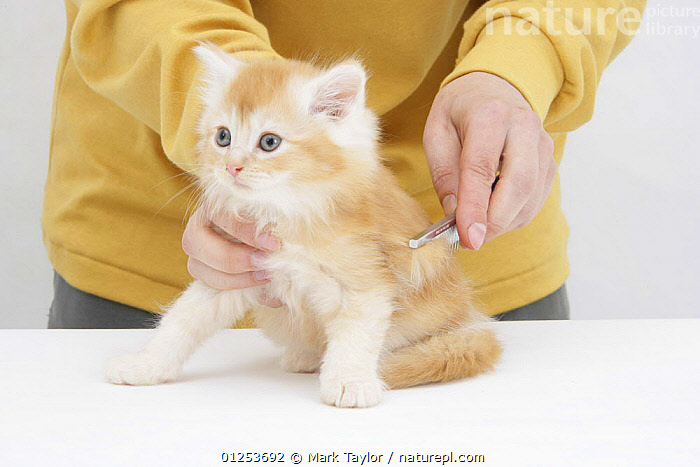 Stock photo of Grooming a ginger Maine Coon kitten. Model released ...