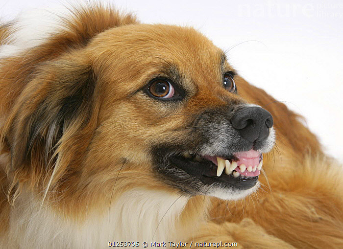 Stock photo of Border Collie-cross bitch, Bliss, snarling, looking ...