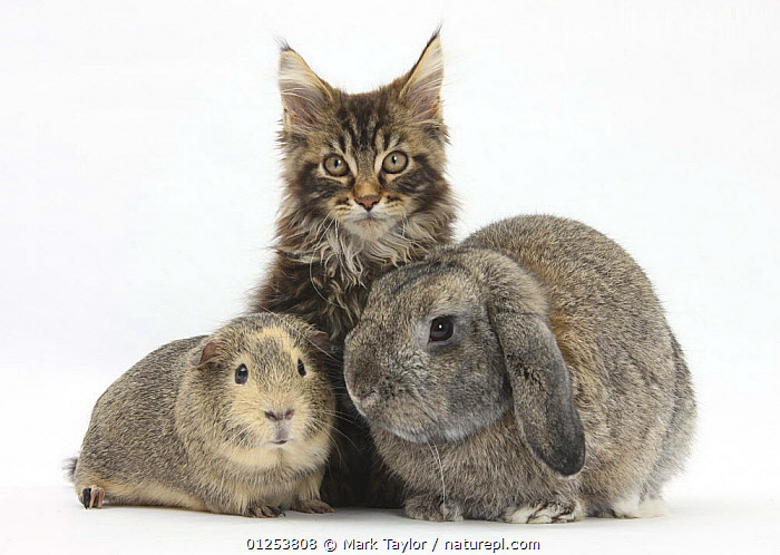 Stock photo of Tabby Maine Coon kitten, Logan, 12 weeks, with rabbit ...