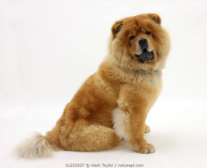 Stock photo of Chow dog, Chico, sitting. Available for sale on www ...