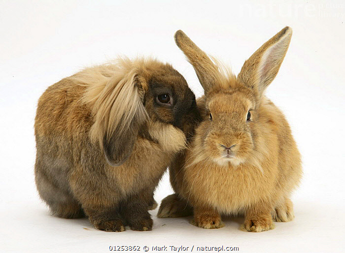 Stock photo of Lionhead and Lionhead-cross rabbits.. Available for sale ...