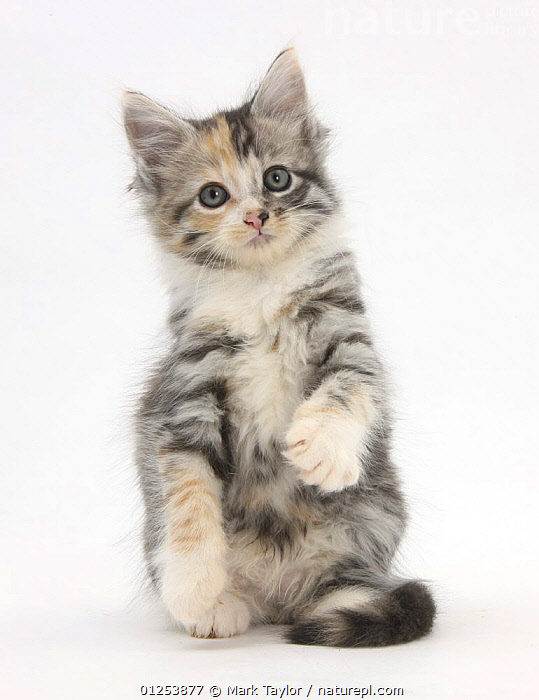 Stock photo of Maine Coon-cross kitten, 7 weeks. Available for sale on ...