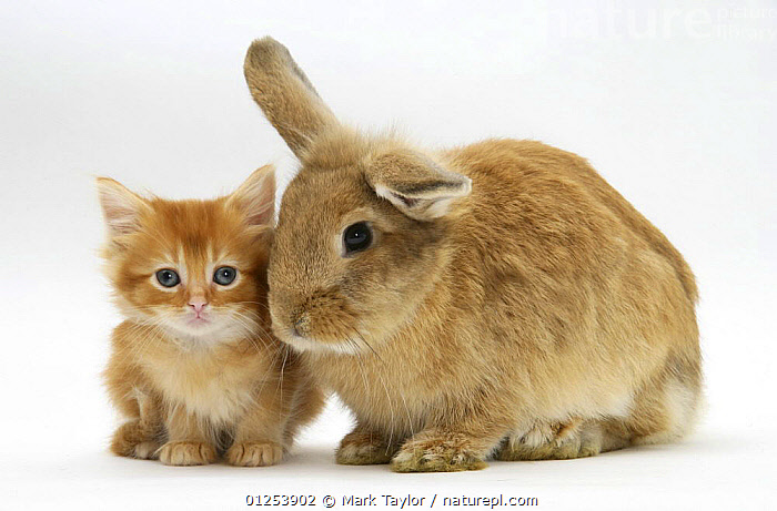 Stock photo of Ginger kitten with Lionhead-cross rabbit.. Available for ...
