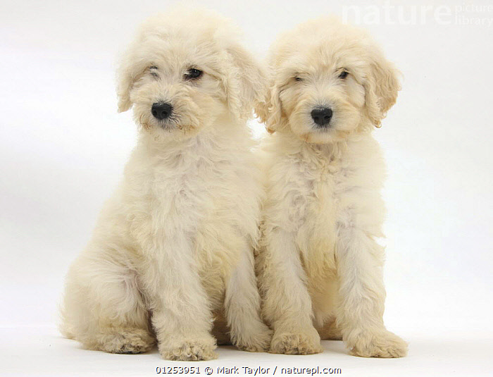 Stock photo of Two Labradoodle (Labrador x Poodle) puppies, sitting ...