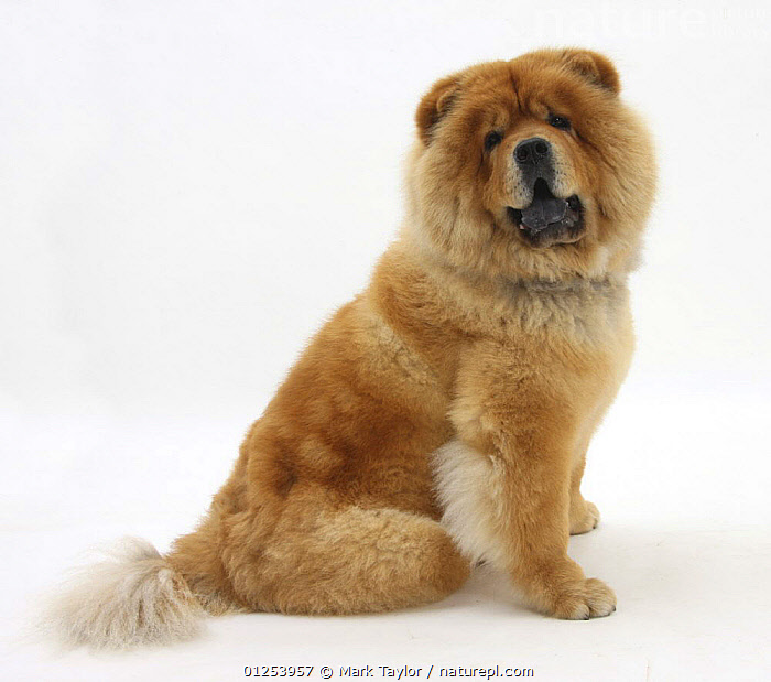 Stock photo of Chow dog, Chico, sitting. Available for sale on www ...