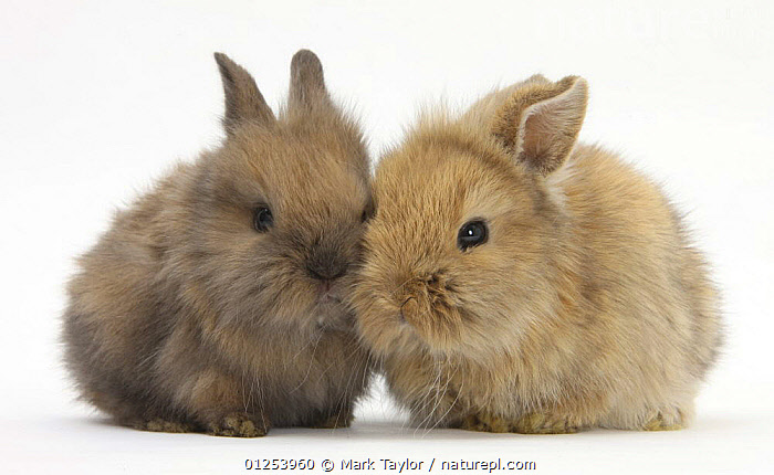 Stock photo of Two baby Lionhead-cross rabbits.. Available for sale on ...