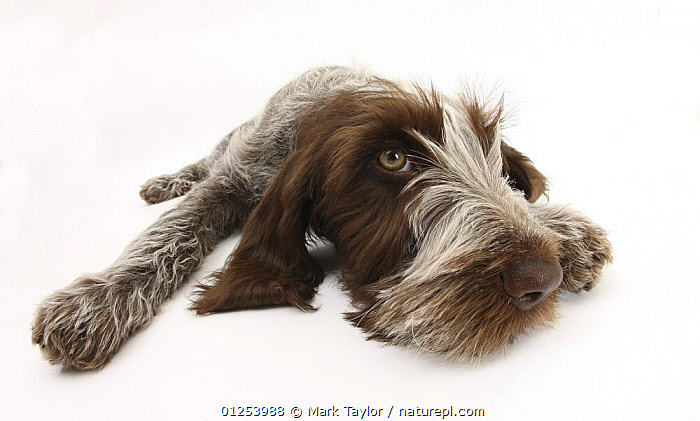 Stock photo of Brown Roan Italian Spinone puppy, Riley, 13 weeks, lying ...