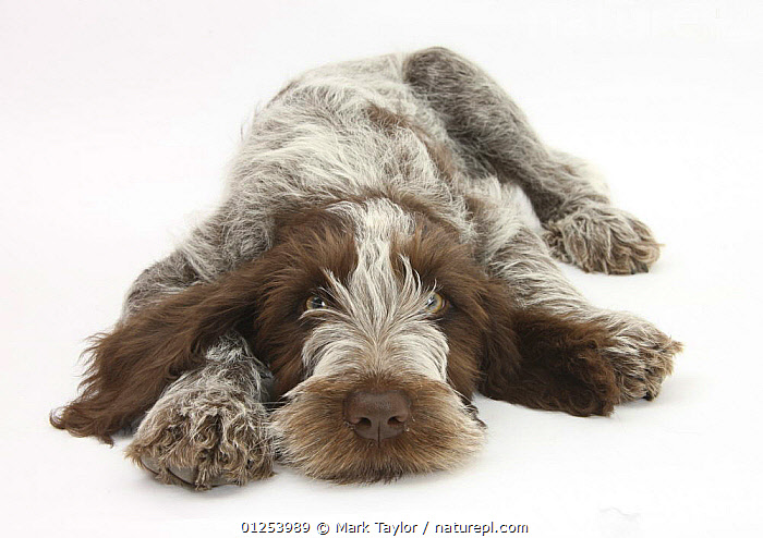 Stock photo of Brown Roan Italian Spinone puppy, Riley, 13 weeks, lying ...