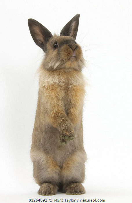 Stock photo of Lionhead-cross rabbit sitting up on its haunches ...