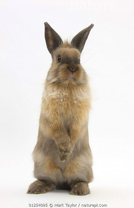 Stock photo of Lionhead-cross rabbit sitting up on its haunches ...