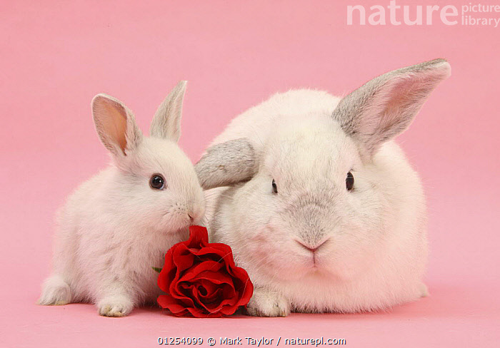 Stock photo of White Lop rabbits, adult and baby with a rose. Available ...