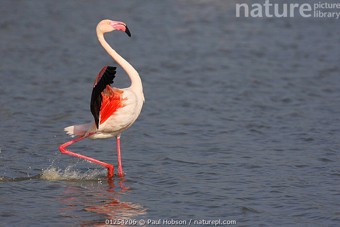Stock photo of Greater flamingo (Phoenicopterus ruber) wading through ...
