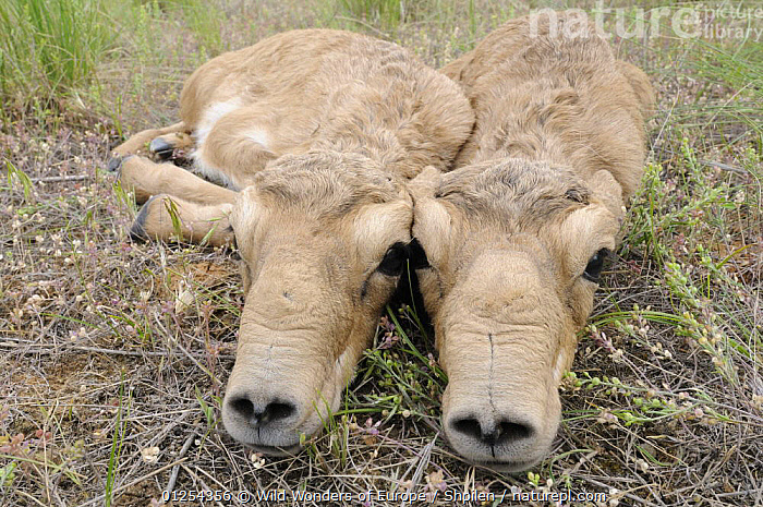 Stock photo of Two newborn Saiga antelopes (Saiga tatarica) calves ...