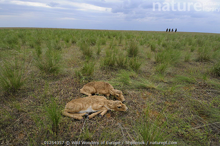 Stock photo of Two newborn Saiga antelope (Saiga tatarica) calves lying ...