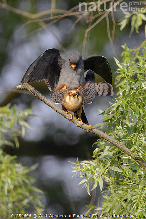 Stock photo of Red footed falcon (Falco vespertinus) pair mating ...