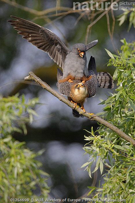 Stock photo of Red footed falcon (Falco vespertinus) pair mating ...