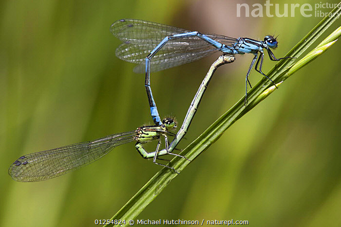 Stock photo of Azure Damselfly (Coenagrion puella) male and female in ...