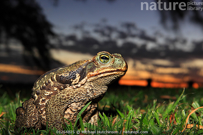 Stock photo of Cururu / Roccoco toad (Bufo paracnemis), largest ...